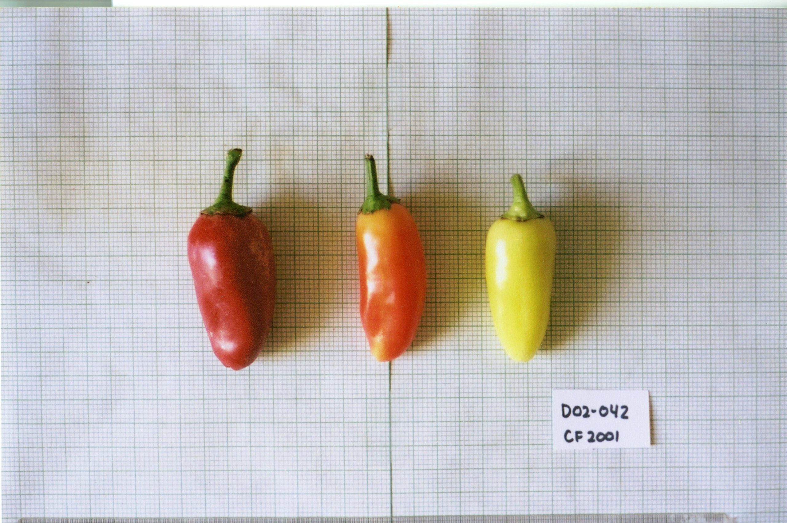 Measuring Food - Limn