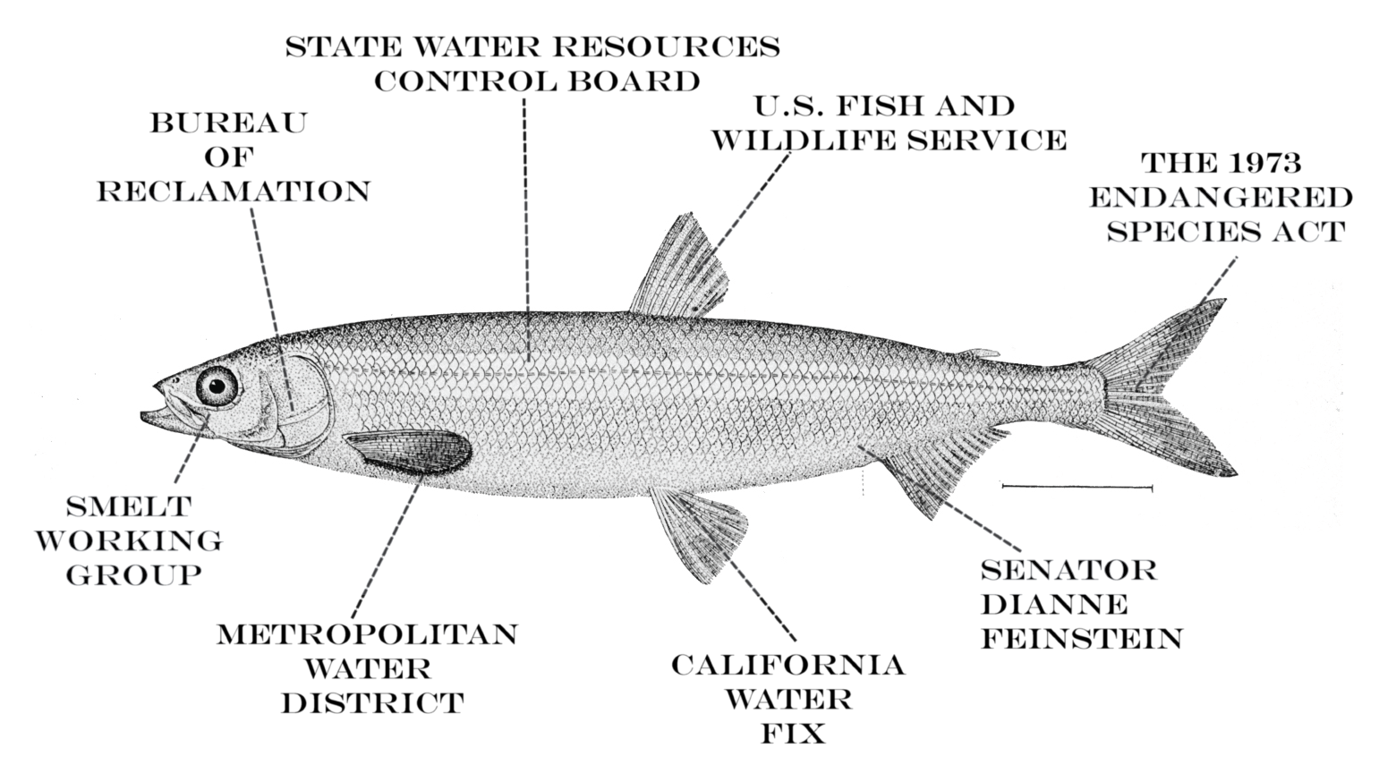 The Zone of Entrainment - Limn